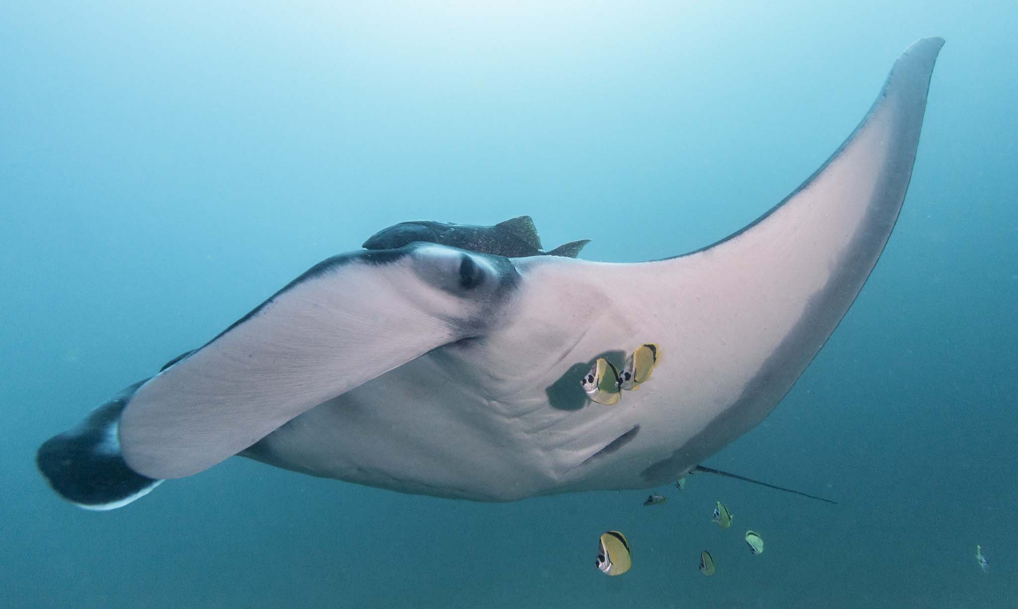 Giant oceanic manta rays on the pacific Ecuadorian Coast Giant oceanic manta rays on the pacific Ecuadorian Coast